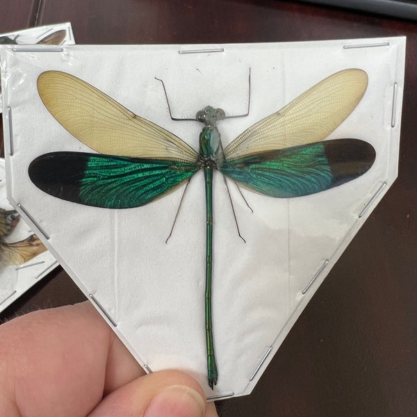 Real Green Metalwing Damselfly, Real Dragonfly, Neurobasis Chinensis - Etsy