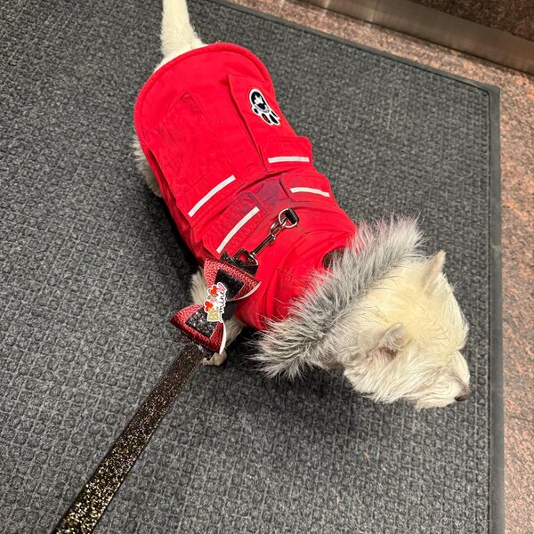 Banjo Dog Collar, Harness or Leash With Personalized Engraved Buckle ...