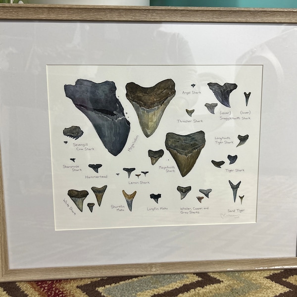 Illustrated Fossil Shark Teeth Chart Natural History Watercolor Art ...