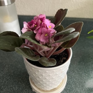 4pot of ZZ Plant Zamioculcas Zamiifolia Zee Zee Plant - Etsy