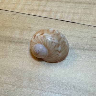 Sanibel Island Spiny Jewel Box - Etsy