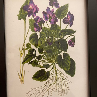 Violet Flower Art Print, Sweet Violet Botanical Art Print, Wall Art ...