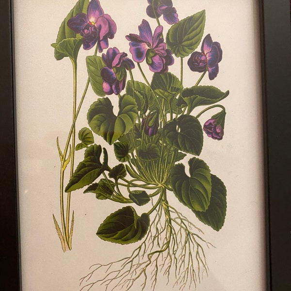 Violet Flower Art Print, Sweet Violet Botanical Art Print, Wall Art ...