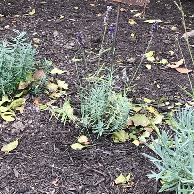 Tractor Stake - Etsy