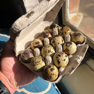 Dried Quail Wings4 for Crafts & Cats - Etsy