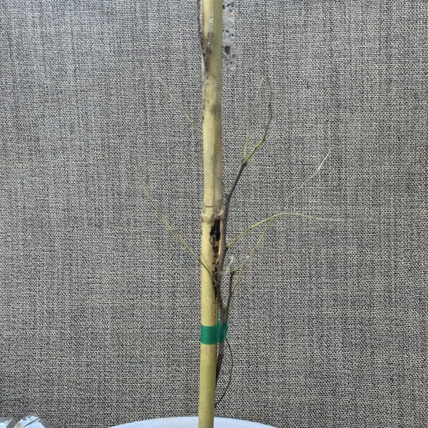 Li Zao Jujube Tree- Thrives in USDA Zones 6 - 9. Chinese Dates ...
