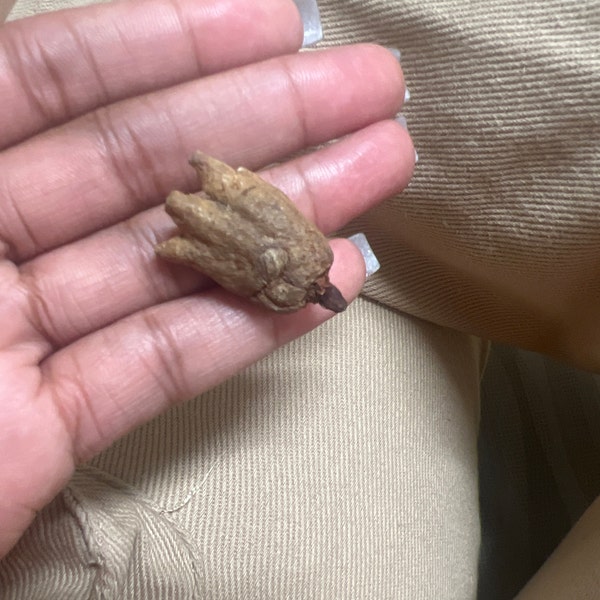 100% AUTHENTIC | Lucky Hand Root | Sahlep Root | Orchis Mascula | RARE ...