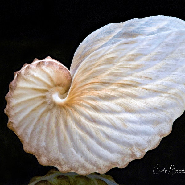BROWN PAPER NAUTILUS Shell 2.5-3" Large Display Seashell Beach Nautical ...