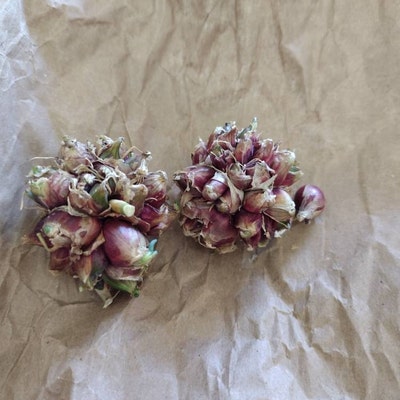 Broadleaf Plantain plantago Major Seeds, Organically Grown - Etsy