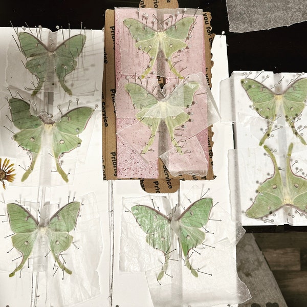 Real Lanternfly/plant Hopper Collection Pyrops Pyrorhyncha Zanna ...