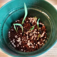 Wingstem Seeds - Etsy Canada