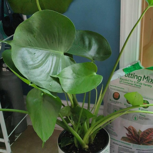 Monstera Deliciousa Live Indoor Plant, Easy Care Low Light Houseplant ...