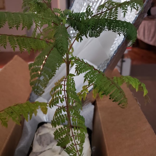 Jacaranda Tree Starter Purple Flowering Tropical Garden Live Plant ...