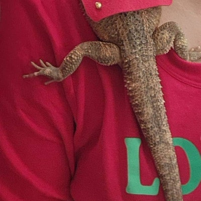 Mouse Hanging Hammock for Small Animals Cage Hammock for Multiple Mice ...