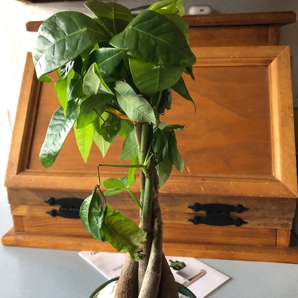 Money Tree in a 4 Pot Pachira Aquatica Bonsai Plant Exceptional Quality ...