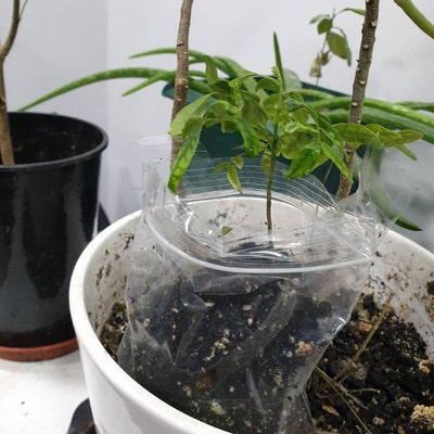 Bel Patta / Bael Patra / Bilva Bel Leaf Aegle Marmelos Plants Healthy ...