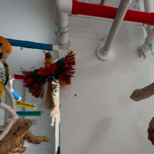 25 Closed Bird Leg Bands Aluminum Custom Laser Engraved in USA - Etsy