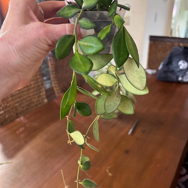 Hoya Bilobata - Etsy