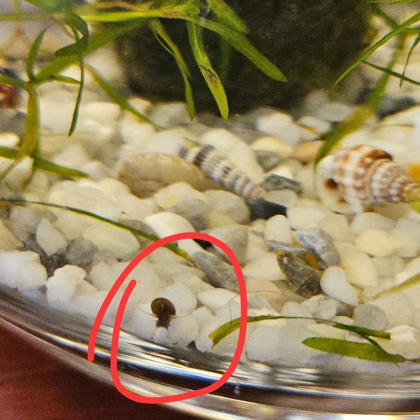 Java Moss Ball Terrarium DIY Craft Kit Aquatic Live Plant Office ...