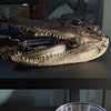 ALLIGATOR BONE DUST Voodoo Hoodoo Wicca Gothic Oddity - Etsy