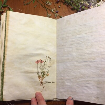 The Booksmith Herbarium Kit Series No.1 Digital Download 12 Dried ...