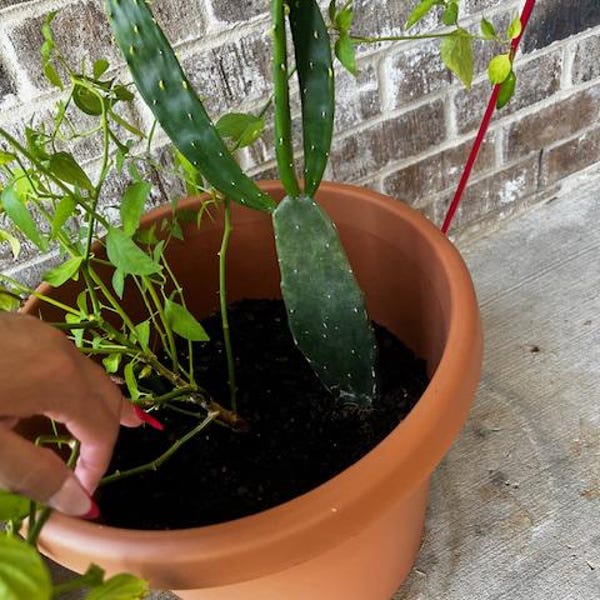 CHAYA Mayan Miracle Mexican Tree Spinach Organic Deeply Lobed Leaf ...