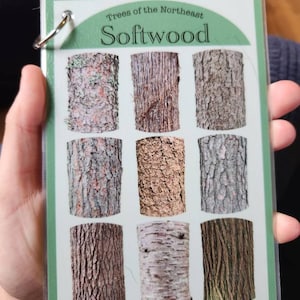 Trees of the Northeast Hardwood Bark Poster 18x24: 9 Unique Hardwood ...