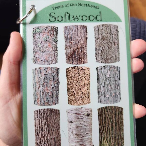 Trees of the Northeast Hardwood Bark Poster 18"x24": 9 Unique Hardwood ...