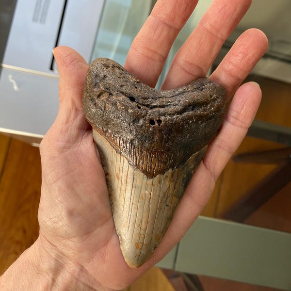 Megalodon Tooth - 4.5 Inches. Real Fossil Megalodon Shark Tooth ...