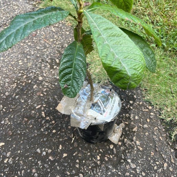 Loquat Tropical Fruit Live Tree | Non GMO Naturally Grown Seedling 4 ...