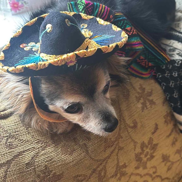 Dog Costume - Mariachi Dog Costume, Halloween Dog Costume, Cat Costume ...