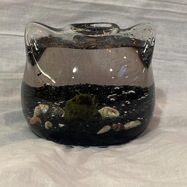 Java Moss Ball Nano Packs Live Aquarium Plant for Terrariums ...