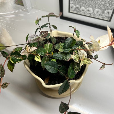 Yellow Variegated Liriope Plant Variegated Monkey Grass - Etsy Canada