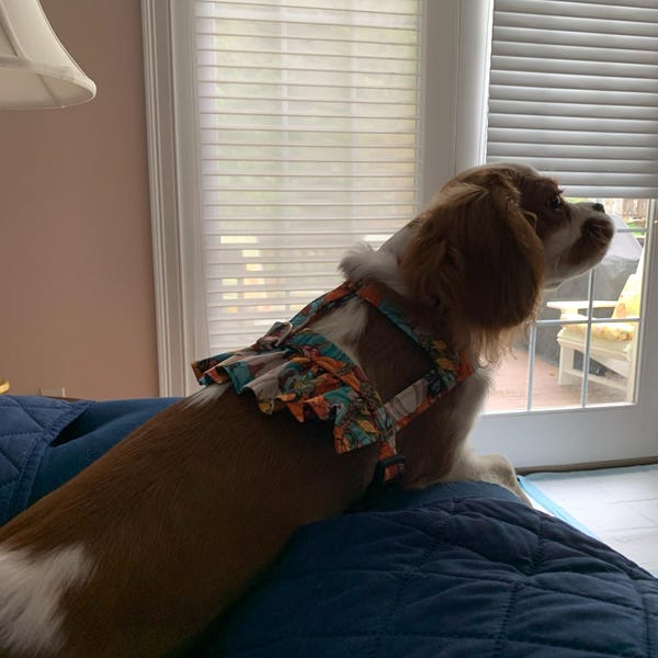 Dog Harness - Star Spangled Easy-on Dog Harness - 9 Sizes - Etsy