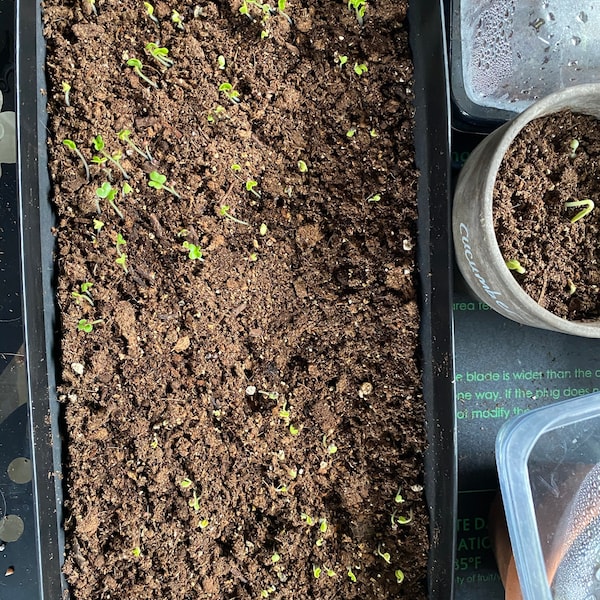 8-gram 5000+ Asian Summer Greens Seeds Mix Blend: Gai Lan, Yu Choi ...