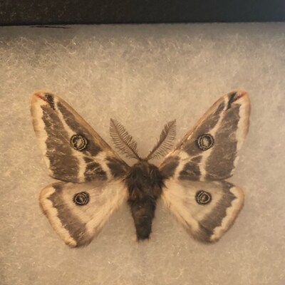 Agapema Anona Saturn Moth Saturniidae Arizona - Etsy