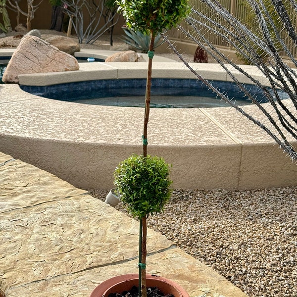 Myrtle Topiary Double Ball Live Tree 6" Pot - Etsy