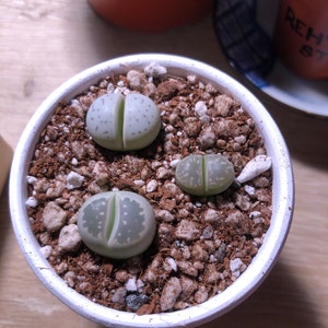 Live Limited Rare Lithops Olivacea C109 / Lithops Olivacea / Exotic ...