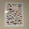 24x36 Offshore Fishes of the Atlantic & Gulf of Mexico Poster, Offshore ...