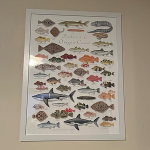 24x36 Gamefishes of the Gulf of Mexico Poster Gulf of Mexico Fish ...