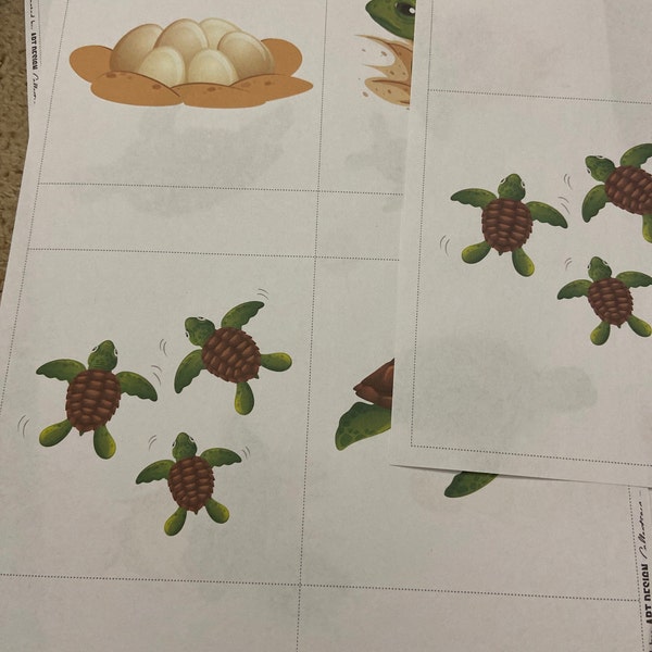 LIFE CYCLE of a TURTLE • 5 Montessori Cards • Flash Cards Nomenclature ...