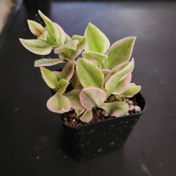 Variegated Baby Sun Rose, Ice Plant, Pink Succulent, Rare Plant in 2 ...