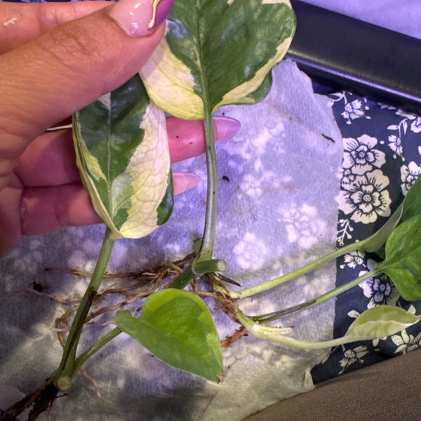 Variegated Maranta Prayer Plants, Beauty Kim Variegated, High ...