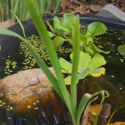 Schoenoplectus Pungens Common Threesquare Bareroot Live Plant Wetland ...