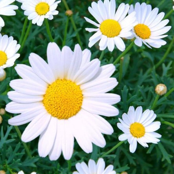 Same Day GENERAL PSYCHIC Audio READING Channeling Spirit Guide Message ...