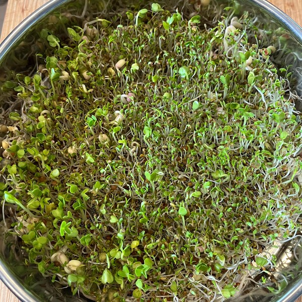 Tatsoi Microgreen Seeds. Non-gmo, Premium Quality Seeds With High ...