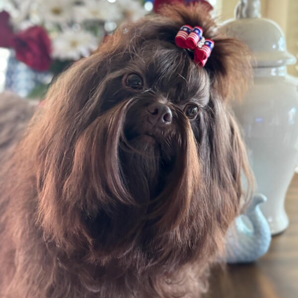 Dog Bows & More "harmony" Topknot Dog Show Bow. Shih Tzu Show Bow ...