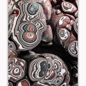 Old Stock: Agate Fossilized Coral Specimen From Tampa Florida - Etsy