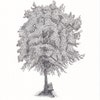Yew | Original Ink Tree Drawing. Hand Drawn Fine Line. Black and White ...