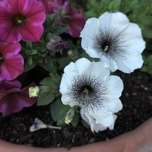 Calibrachoa Minifamous Neo Double Dark Blue X5 or X1 Attracts ...